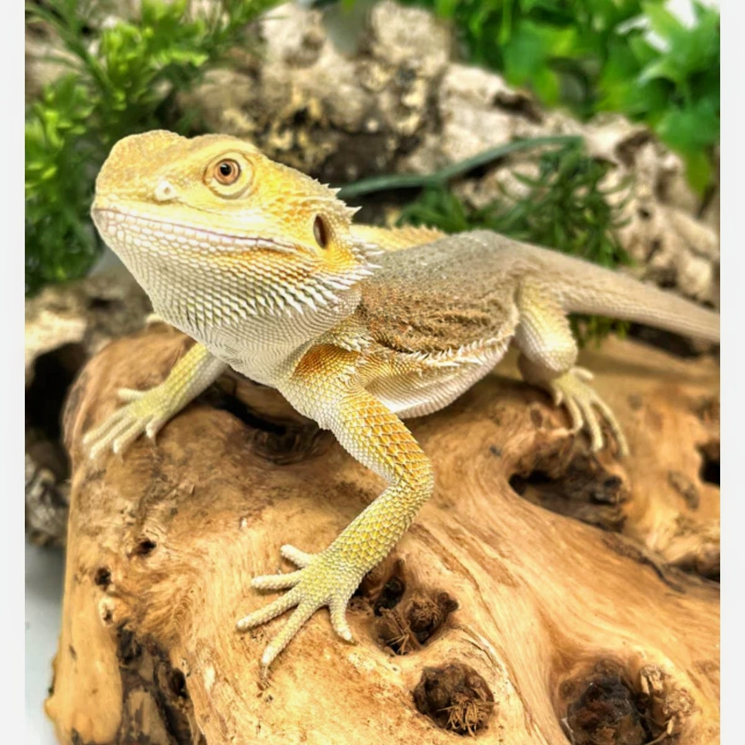 Buy Bearded Dragons Online At The Best Prices | Big Apple Herp