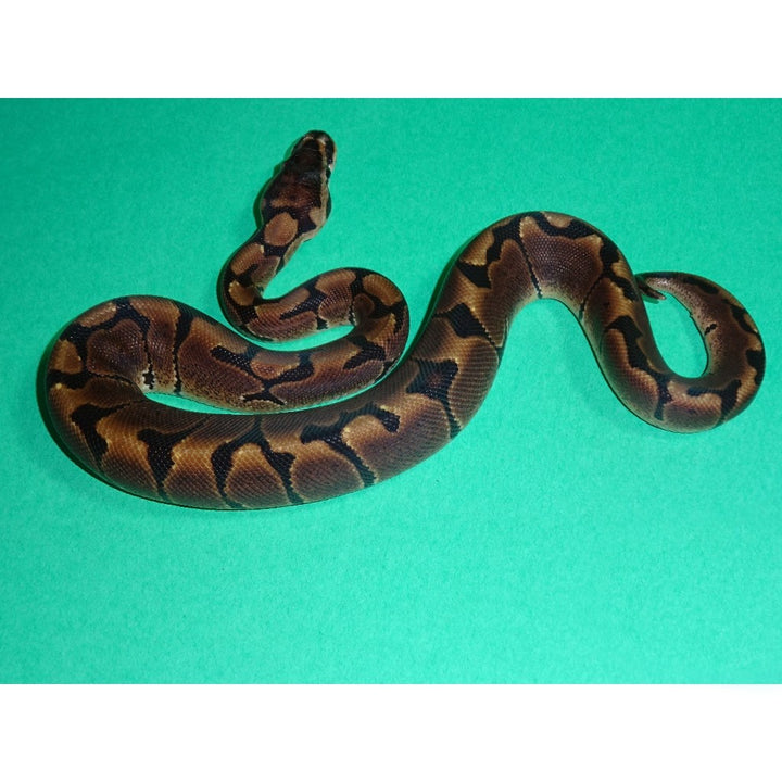 Woma Ball Python | Big Apple Herp
